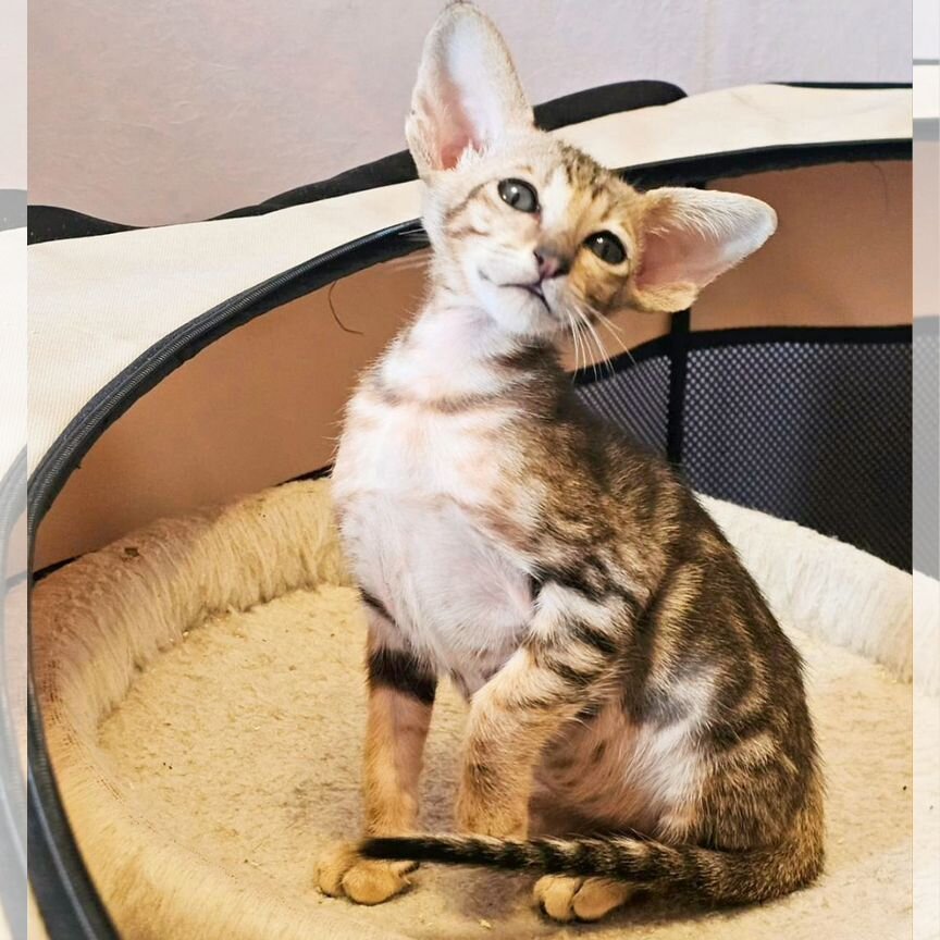 Ориентальные котята