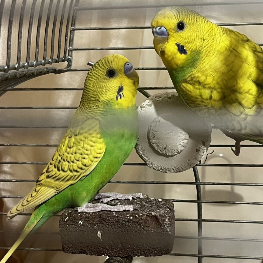 Волнистый попугай самец 3 месяца