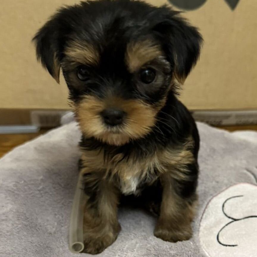 Йоркширский терьер, щенок