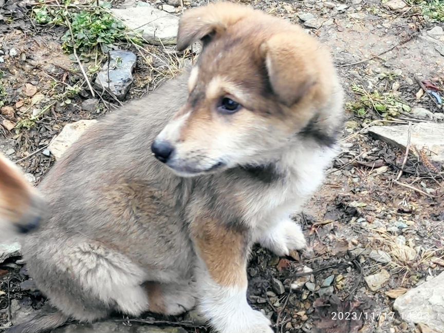 Щенок в добрые руки