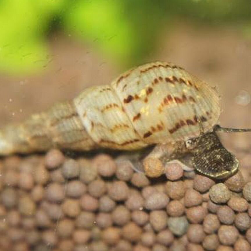 Улитка грунтовая Мелания