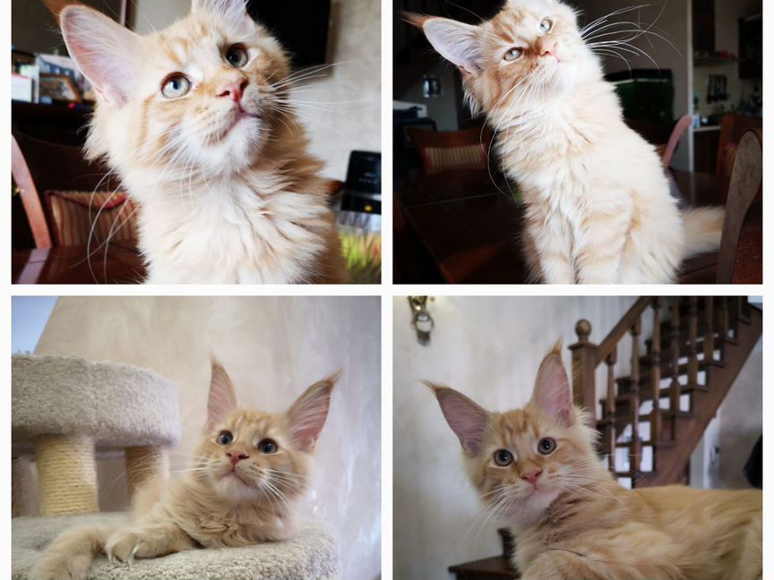 Мейн-кун котёнок девочка 4 мес