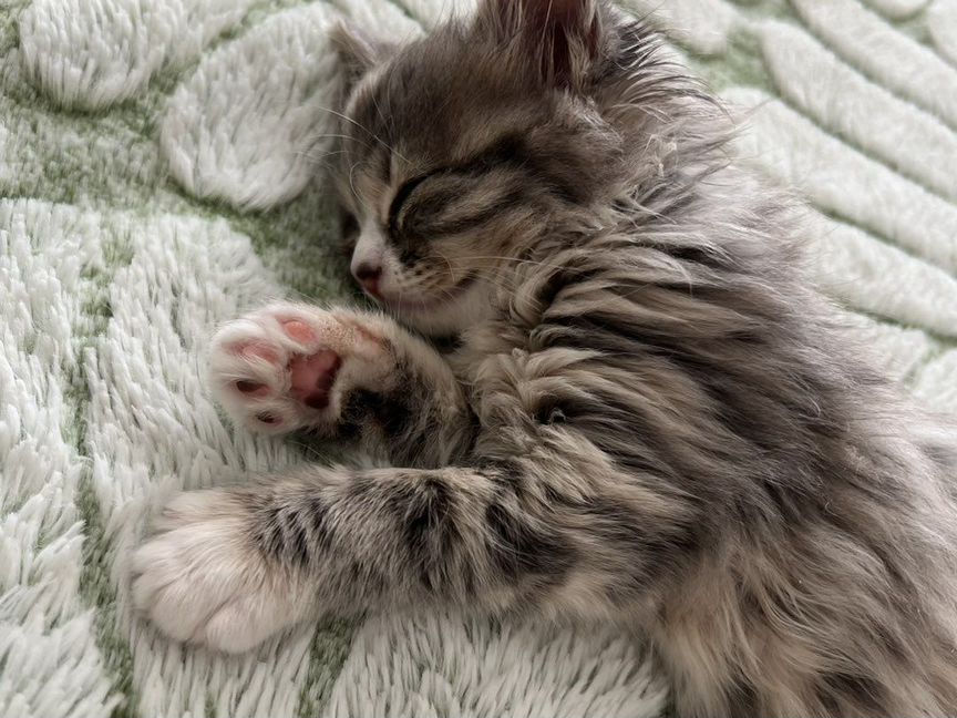 Ищем заботливых родителей для малышки