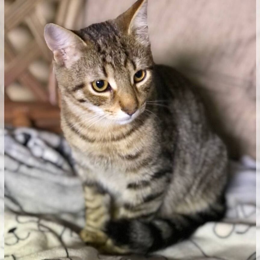 Котёнок Рафаэль
