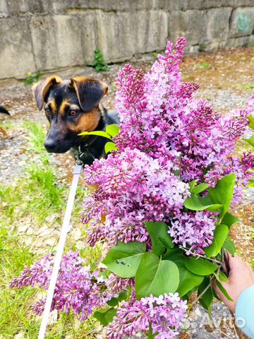 Прекрасная и дружелюбная принцесса в дар