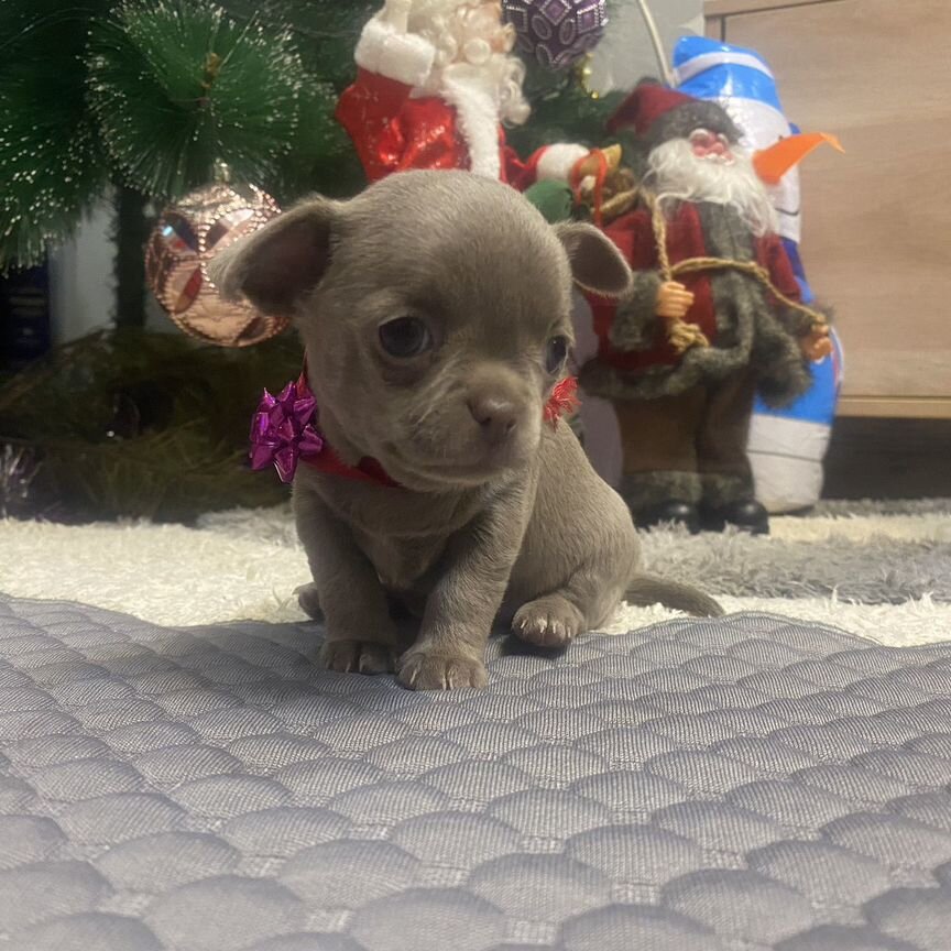 Щенки чихуахуа