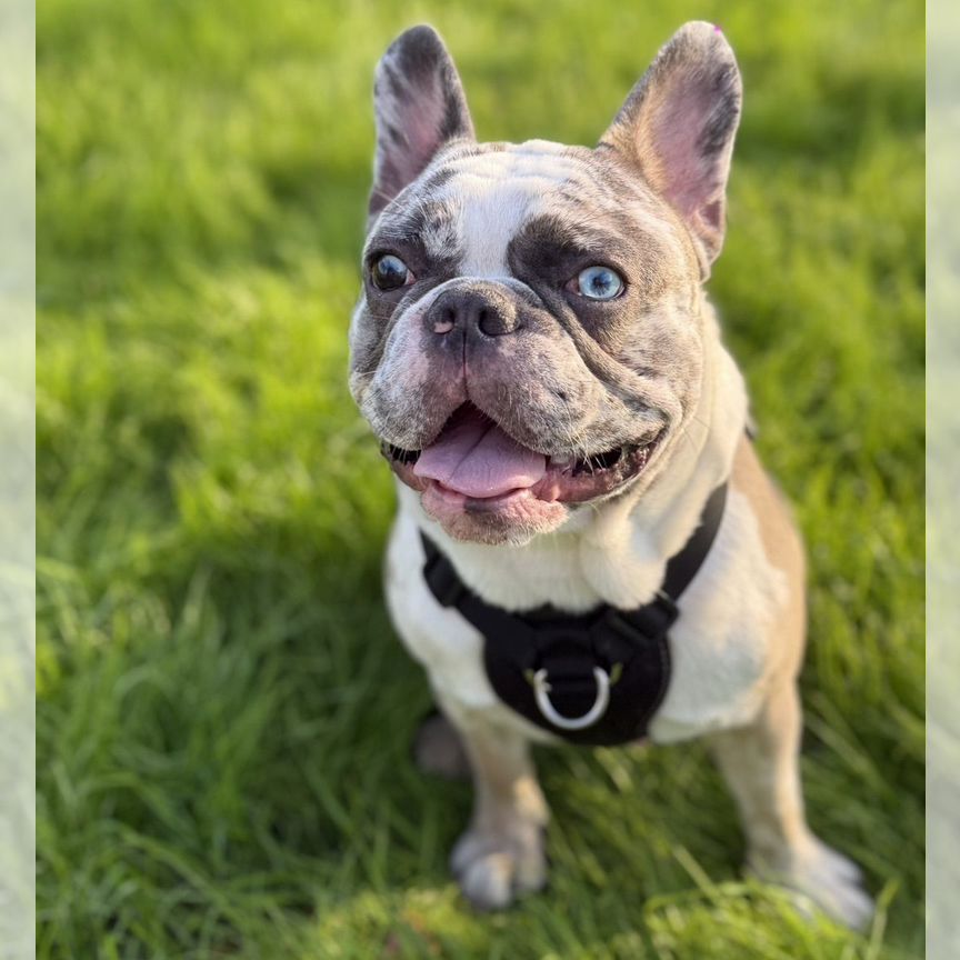 Французский бульдог, взрослый пёс