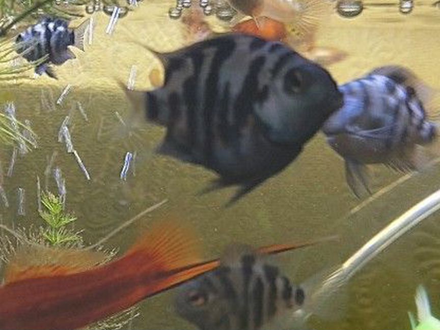 Попугай тигровый синий Cichlasoma