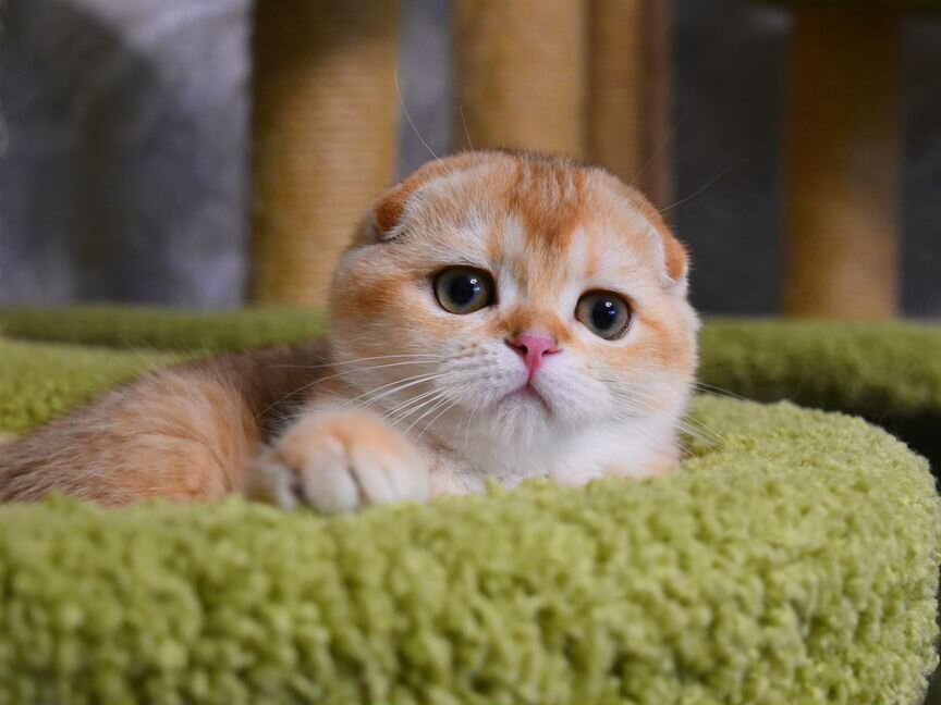 Золотая шиншилла девочка