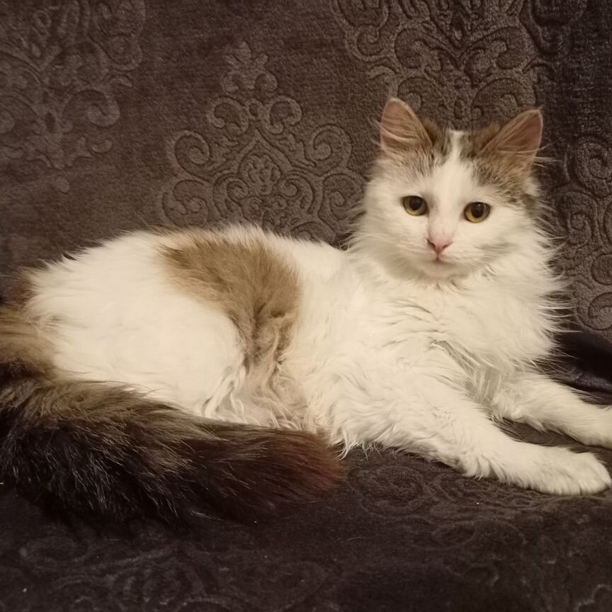 Спокойный котик нуждается в семье