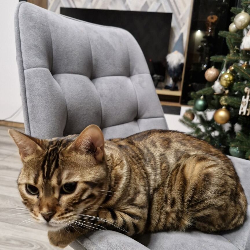 Отдам бенгальскую кошку в хорошие руки
