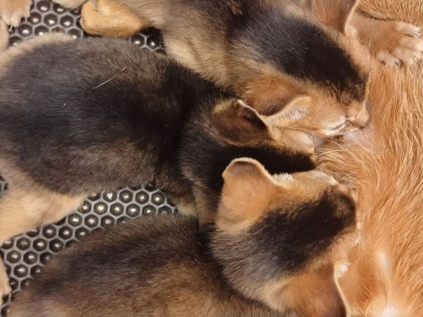 Абиссинские клубные котята