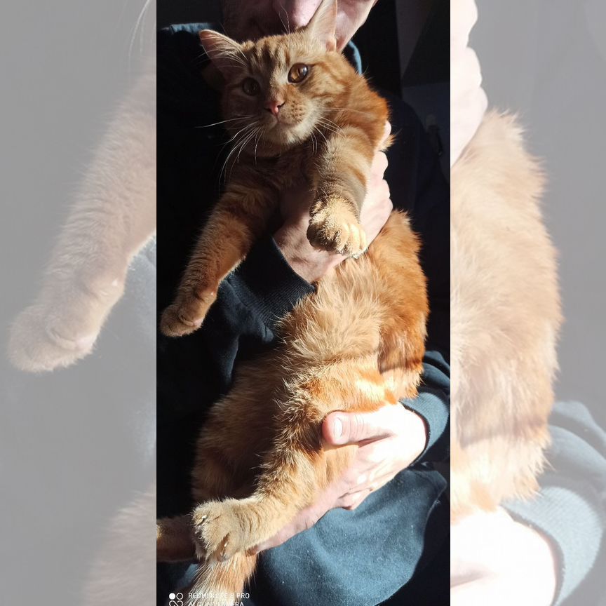 Взрослый кот в добрые руки