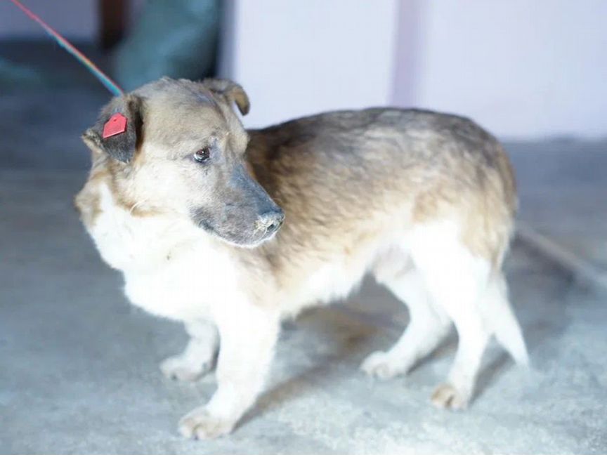 Мальчик пёсик с короткими лапками