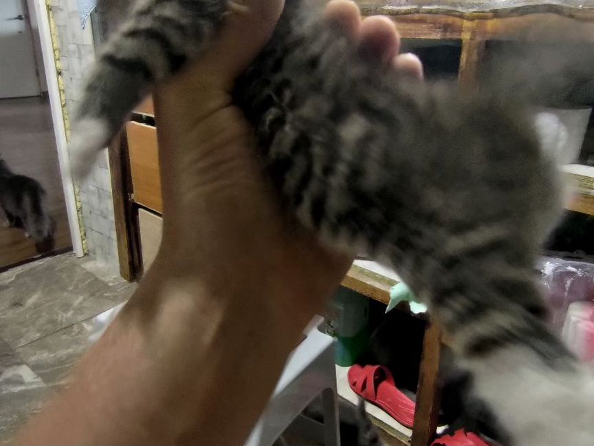 Британские котята