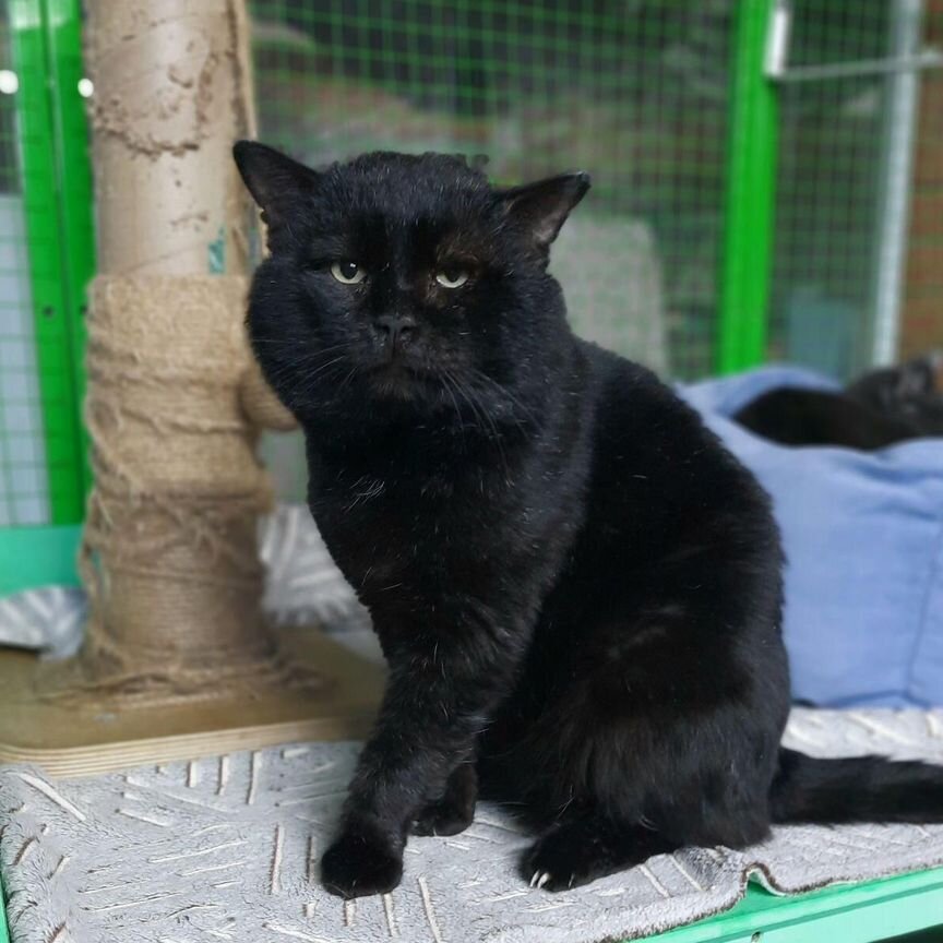 Взрослая кошка в добрые руки