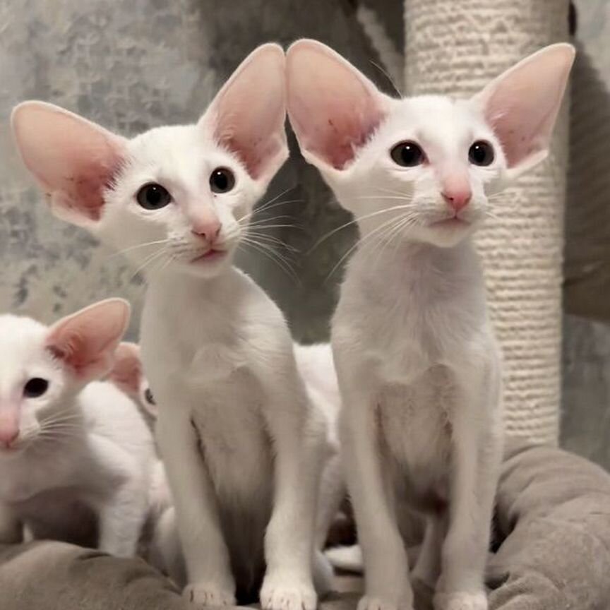 Ориентальные котята