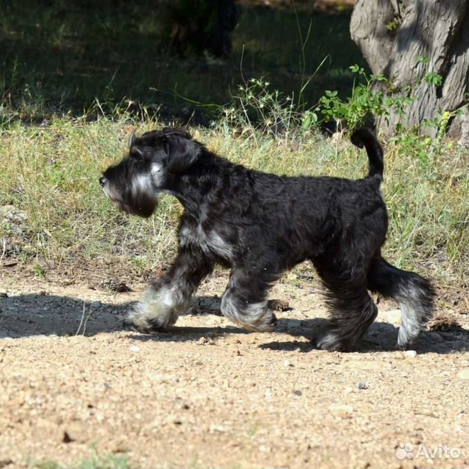 Щенок цвергшнауцера мальчик