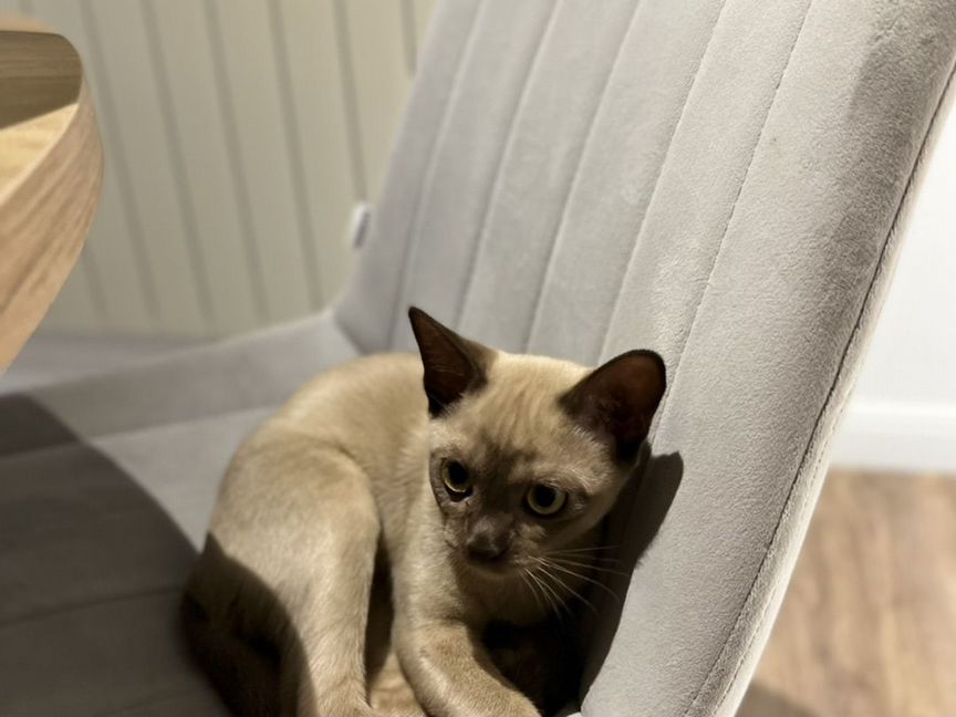 Бурманская кошечка
