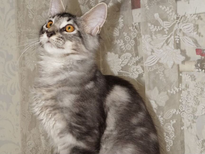Ласковый кот мейн-кун