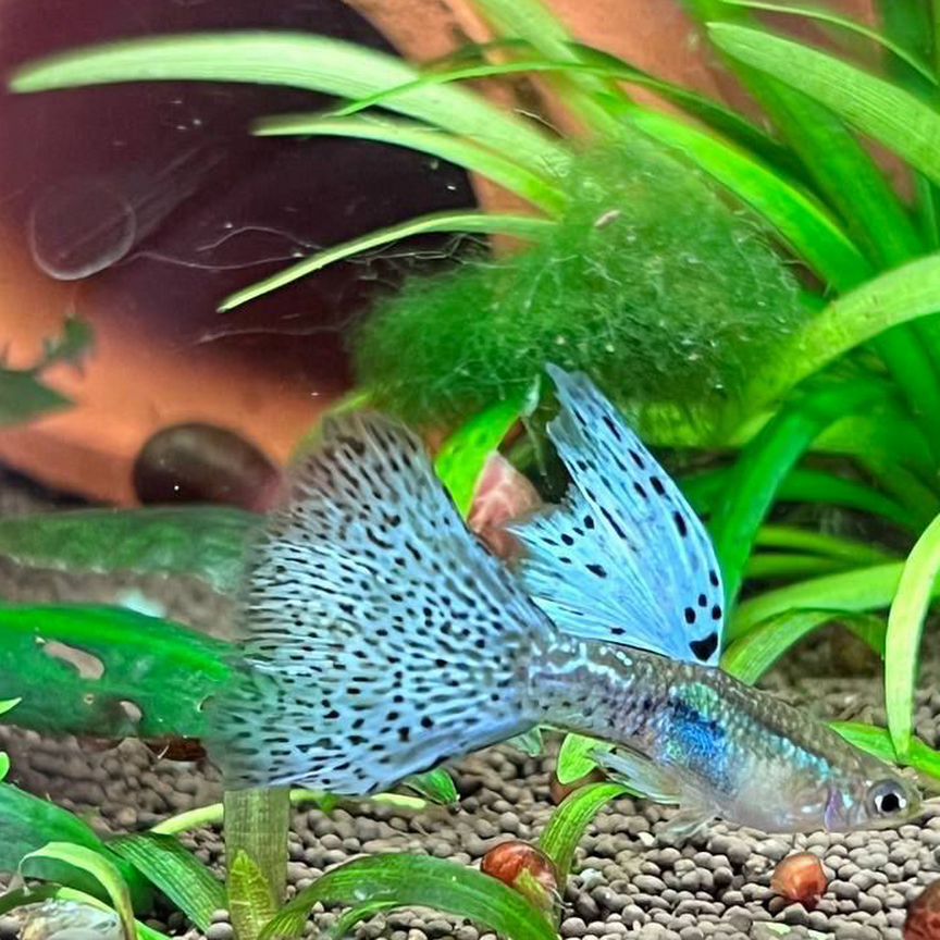 Гуппи Голубая трава