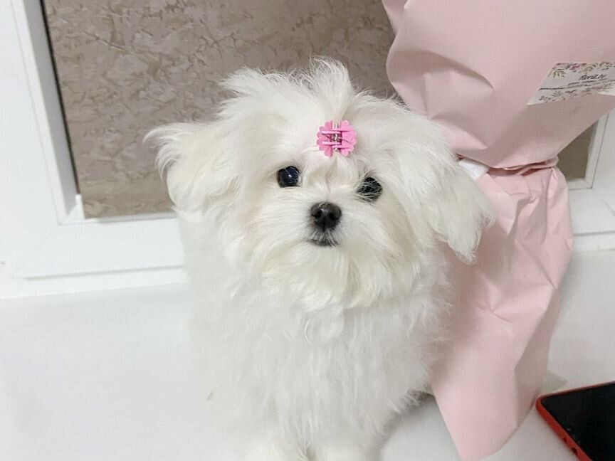 Мини малыши мальтезе болонка Корея