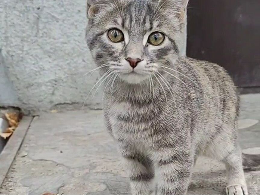 Милая кошечка ищет себе дом