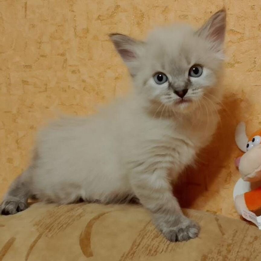 Котёнок мальчик Невская маскарадная