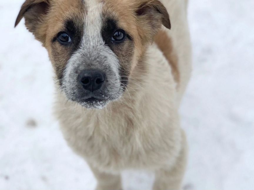 Щенок мальчик