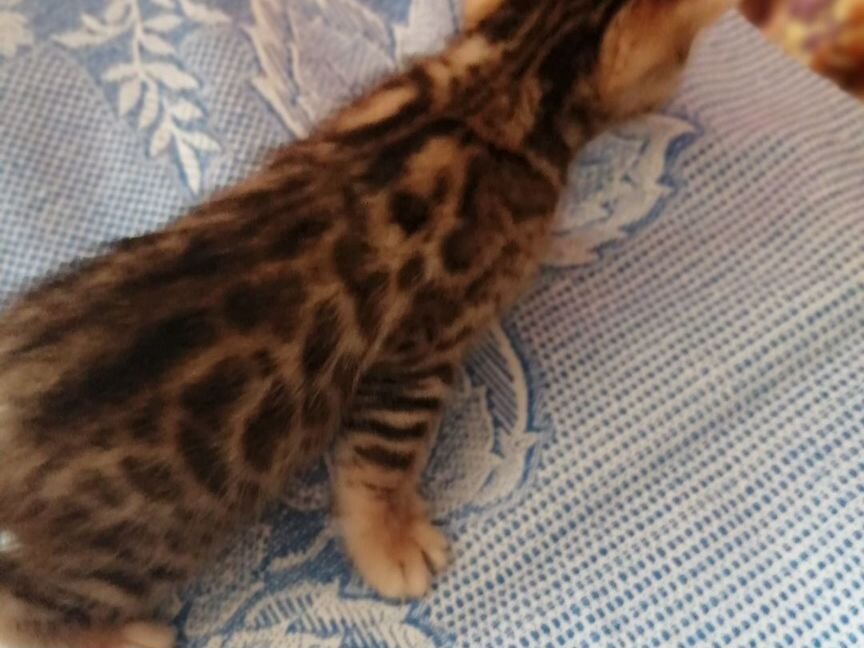 Бенгальская