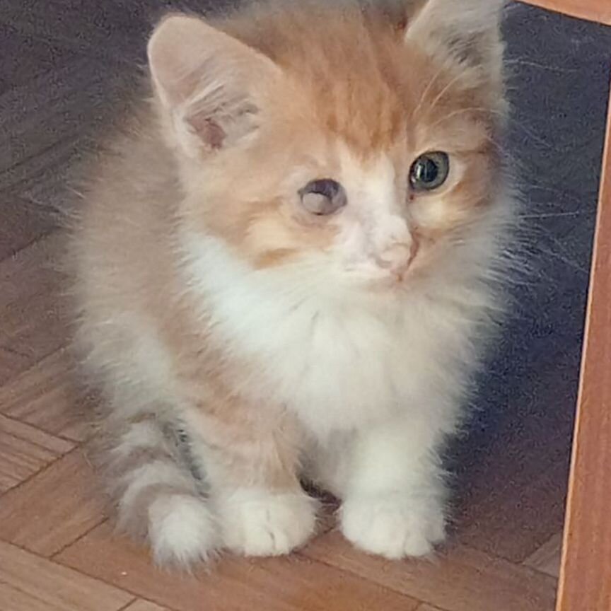 Рыжий котенок в добрые руки
