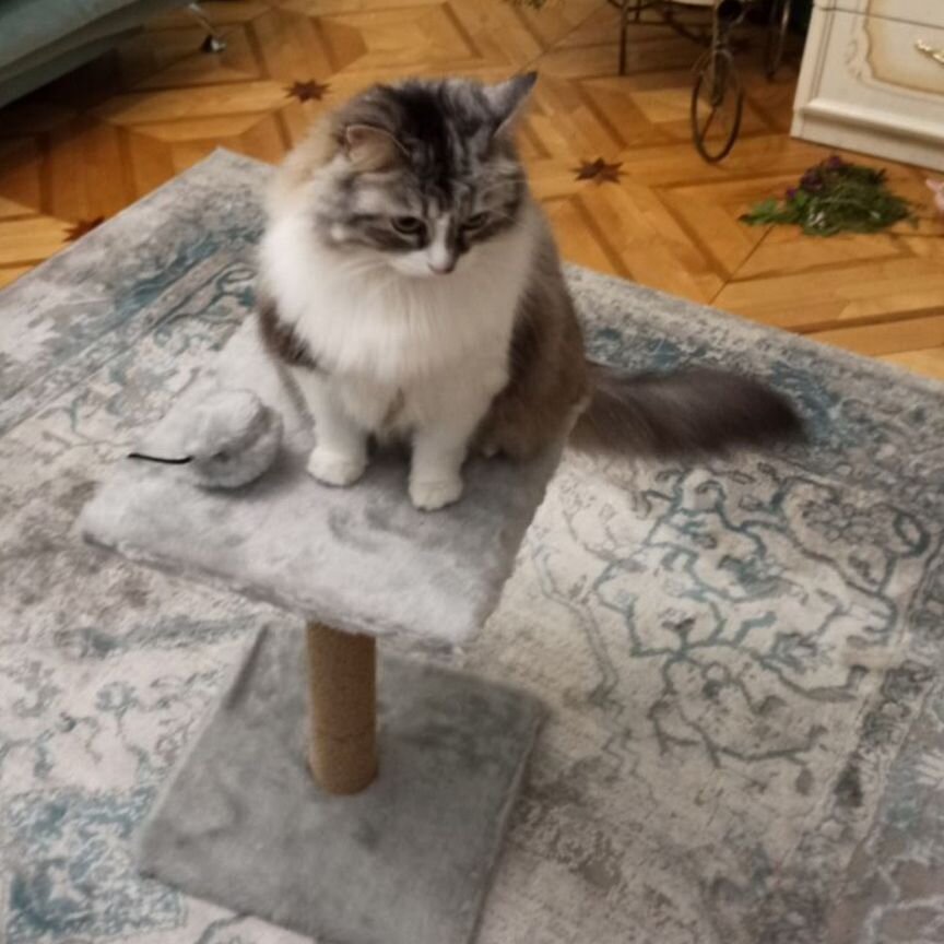 Когтеточка и тренажёр