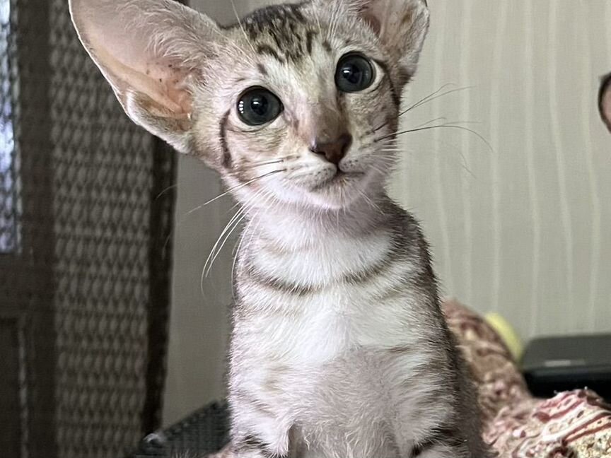 Ориентальная кошечка