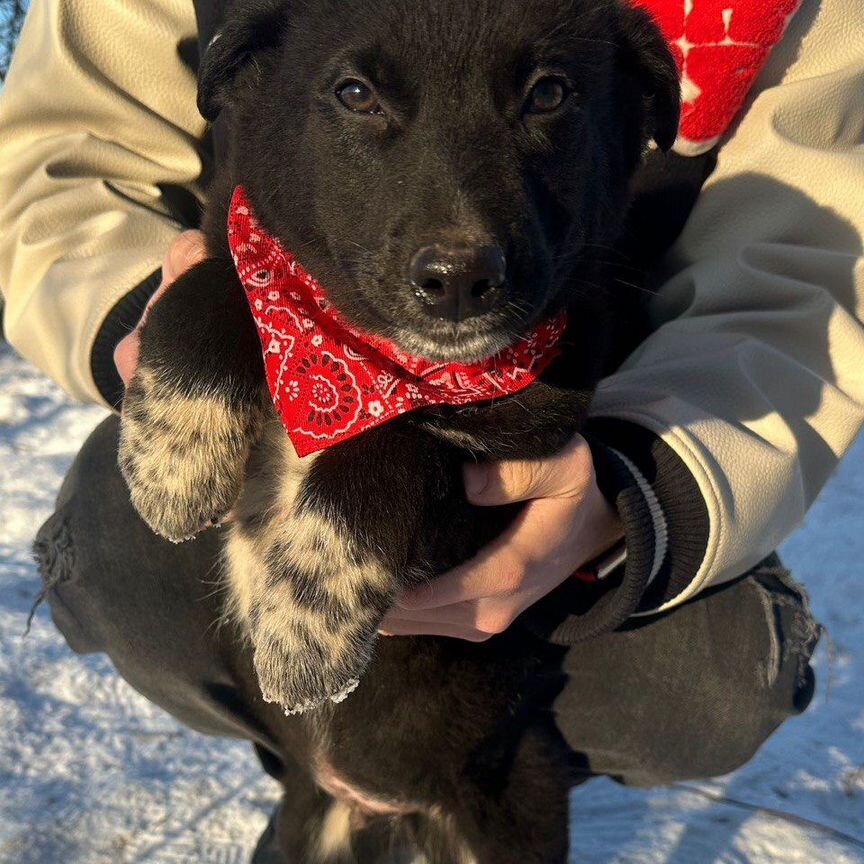 Щенок мальчик в надежные руки