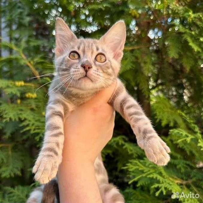 Бенгальская девочка голубая сепия