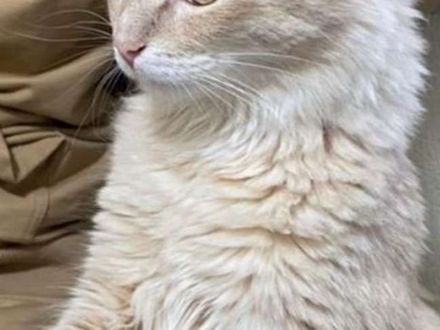 Кот