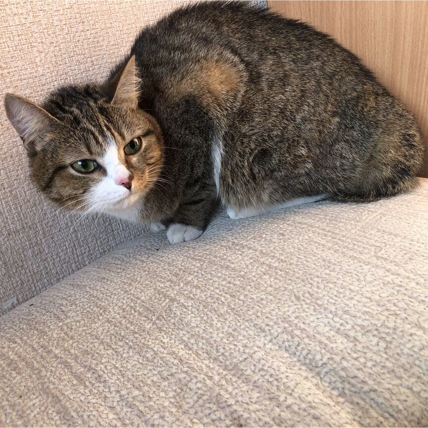 Найдена кошка