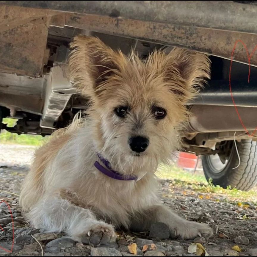 Маленькая собака мальчик живет где придется