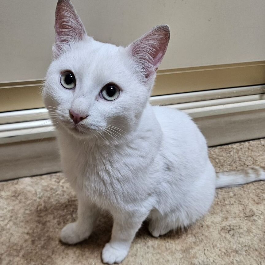 Котёнок в добрые руки