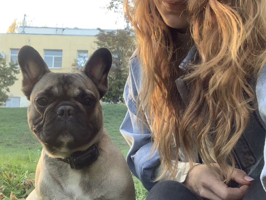 Пончики французские бульдоги