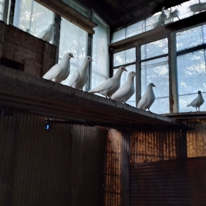 Продам голубей-чехи и багульма