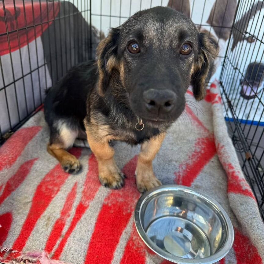 Щенок Кузя в поисках дома