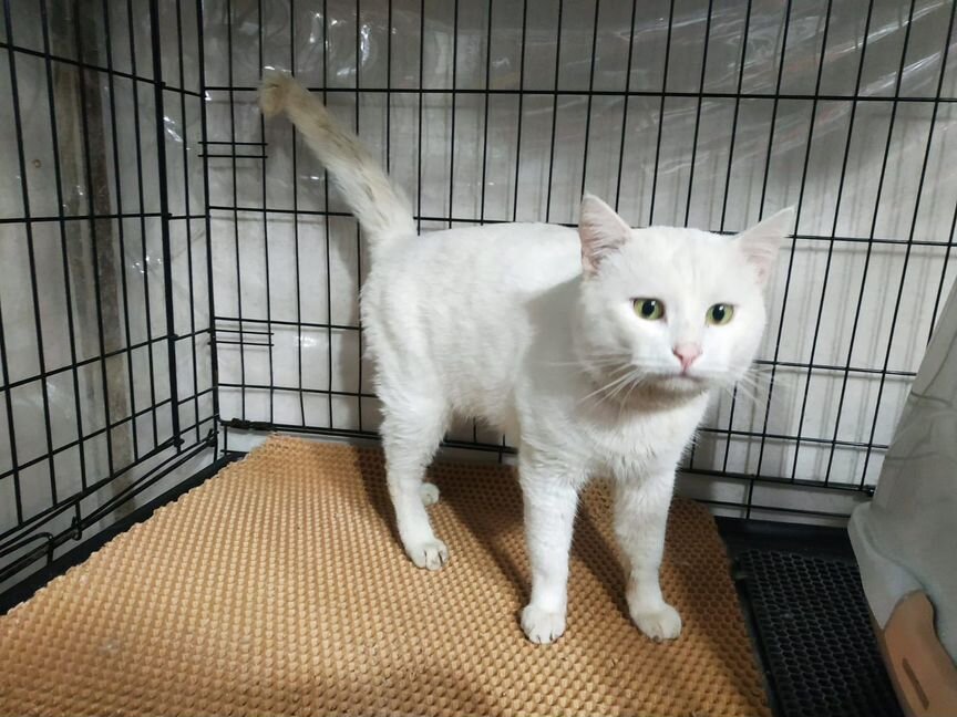 Британский кот