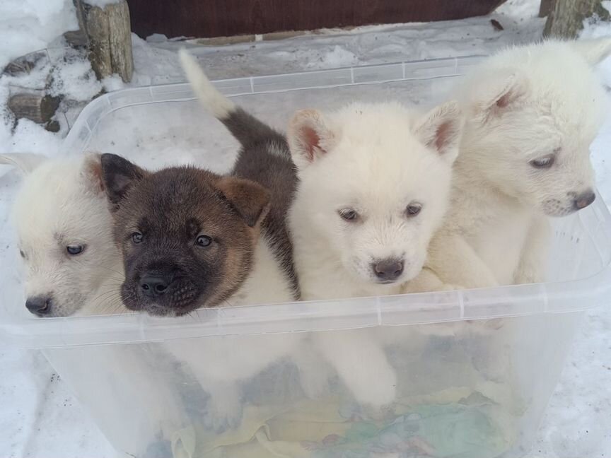 Американская акита