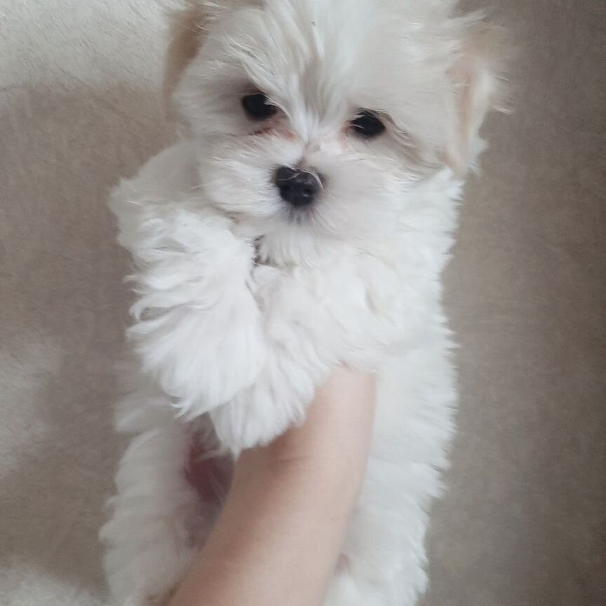 Мальтийская болонка