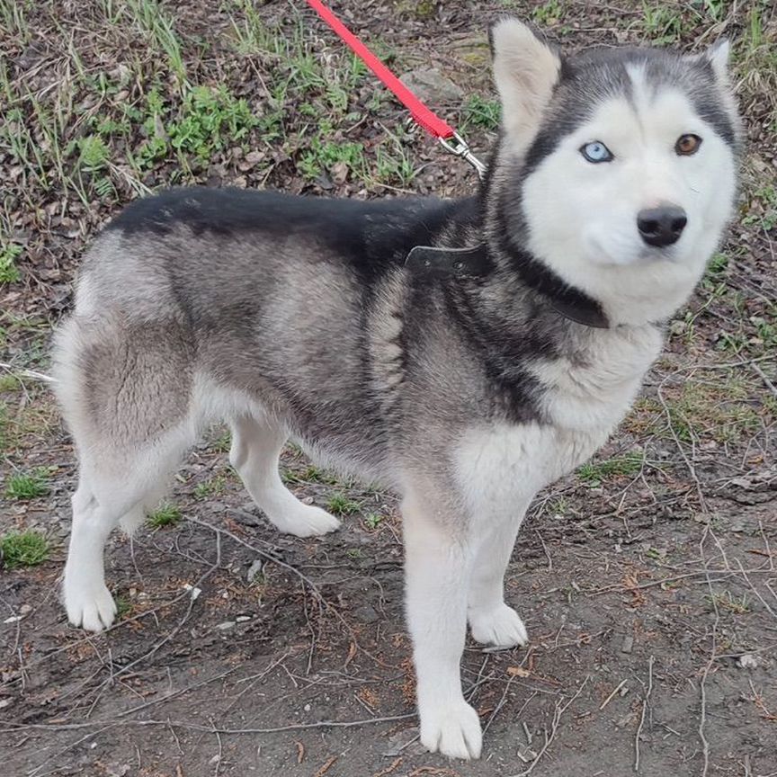 Девочка хаски из приюта