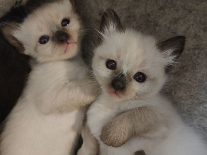 Сиамские котята