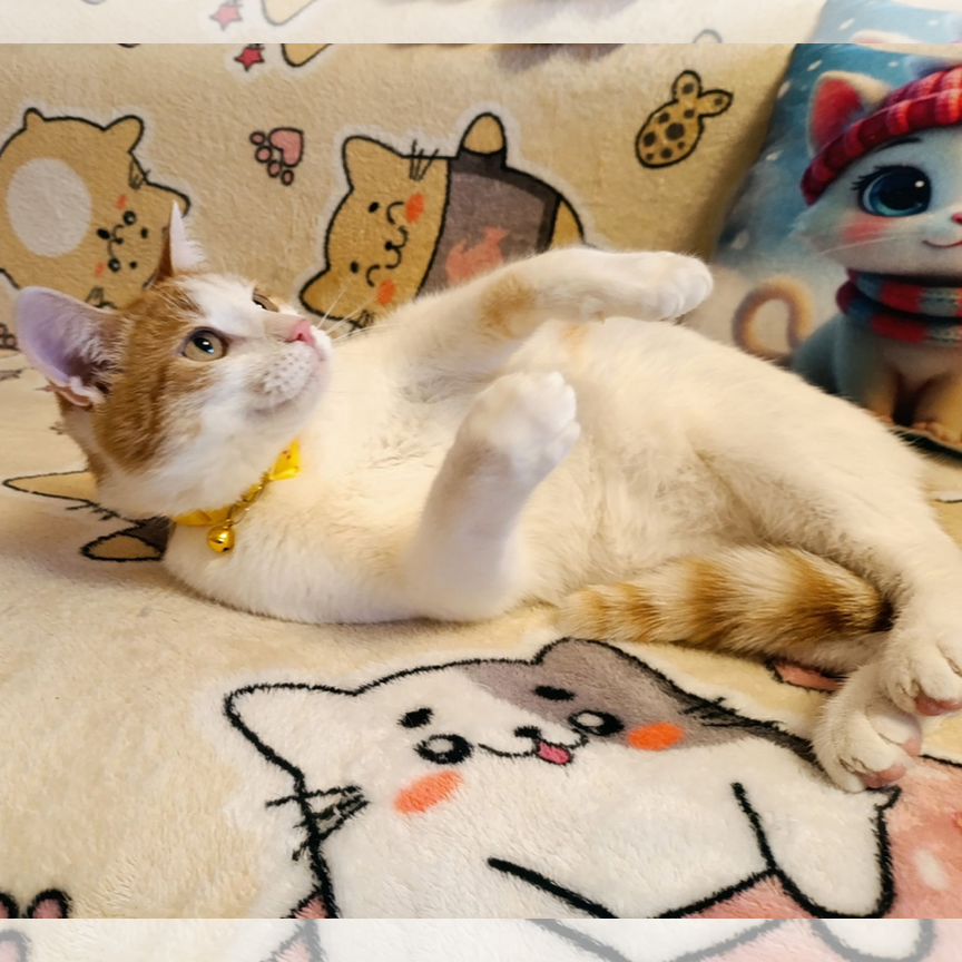 Котёнок в добрые руки