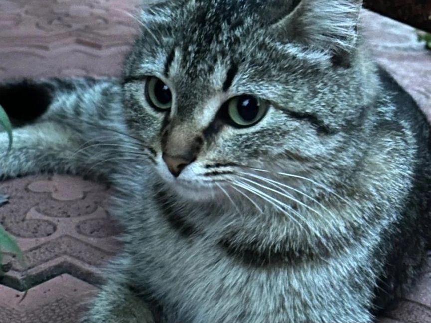 Кошка