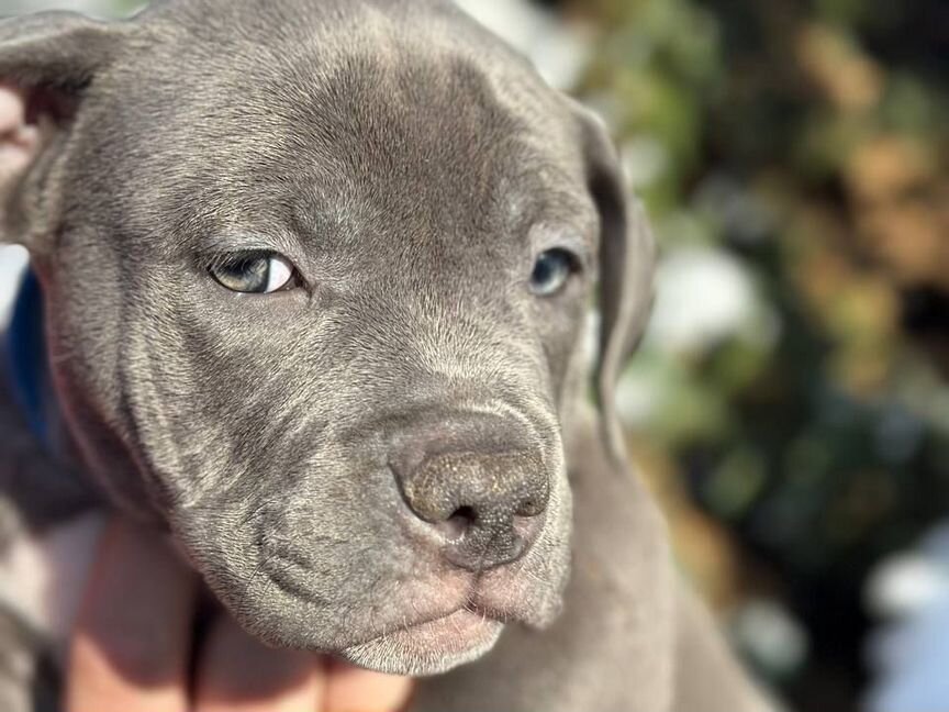 Американский булли стандарт